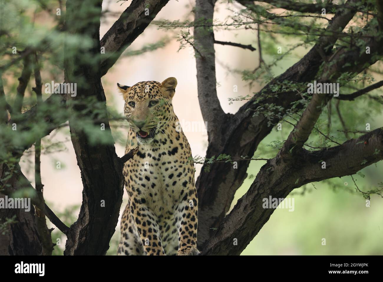Predator leopard on a tree in a jungle Stock Photo - Alamy
