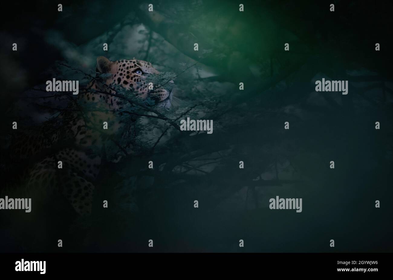 Predator leopard in a jungle Stock Photo - Alamy