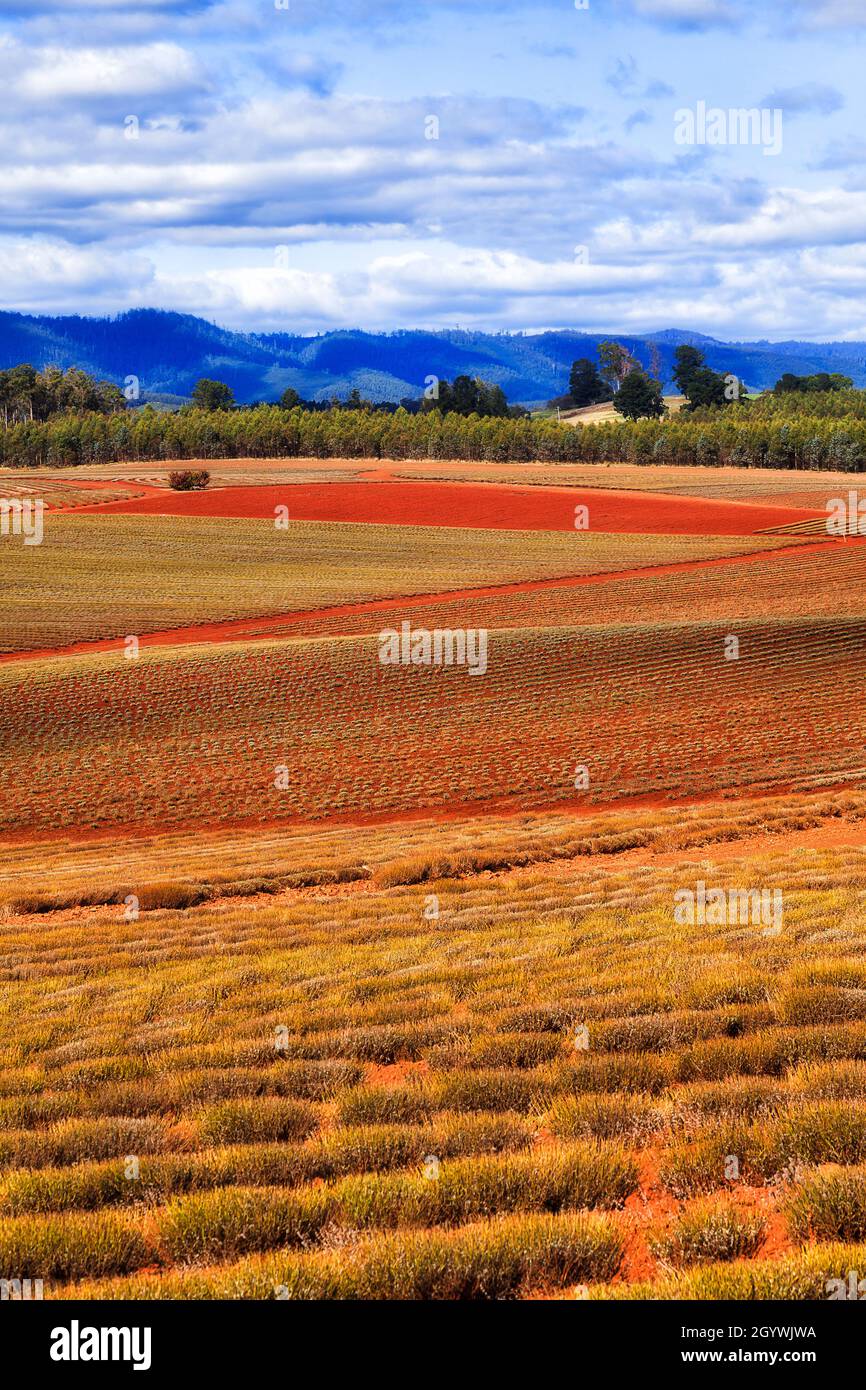 Cultivated agriculture fields of Lavender farm in Tasmania on red ...