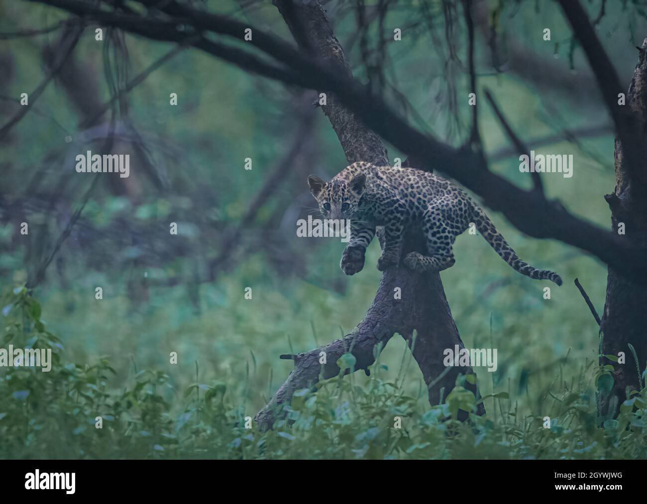Predator leopard on a tree in a jungle Stock Photo - Alamy