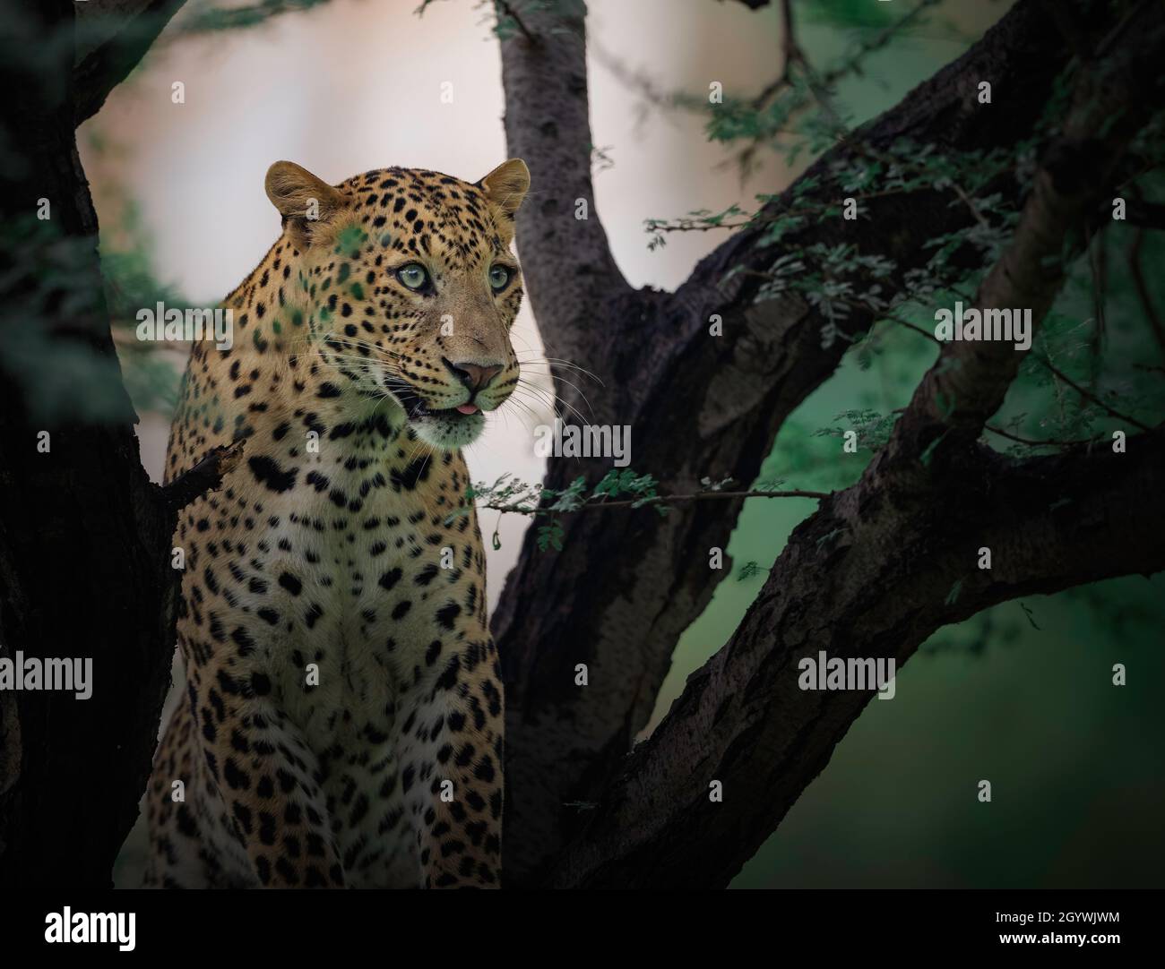 Predator leopard on a tree in a jungle Stock Photo - Alamy