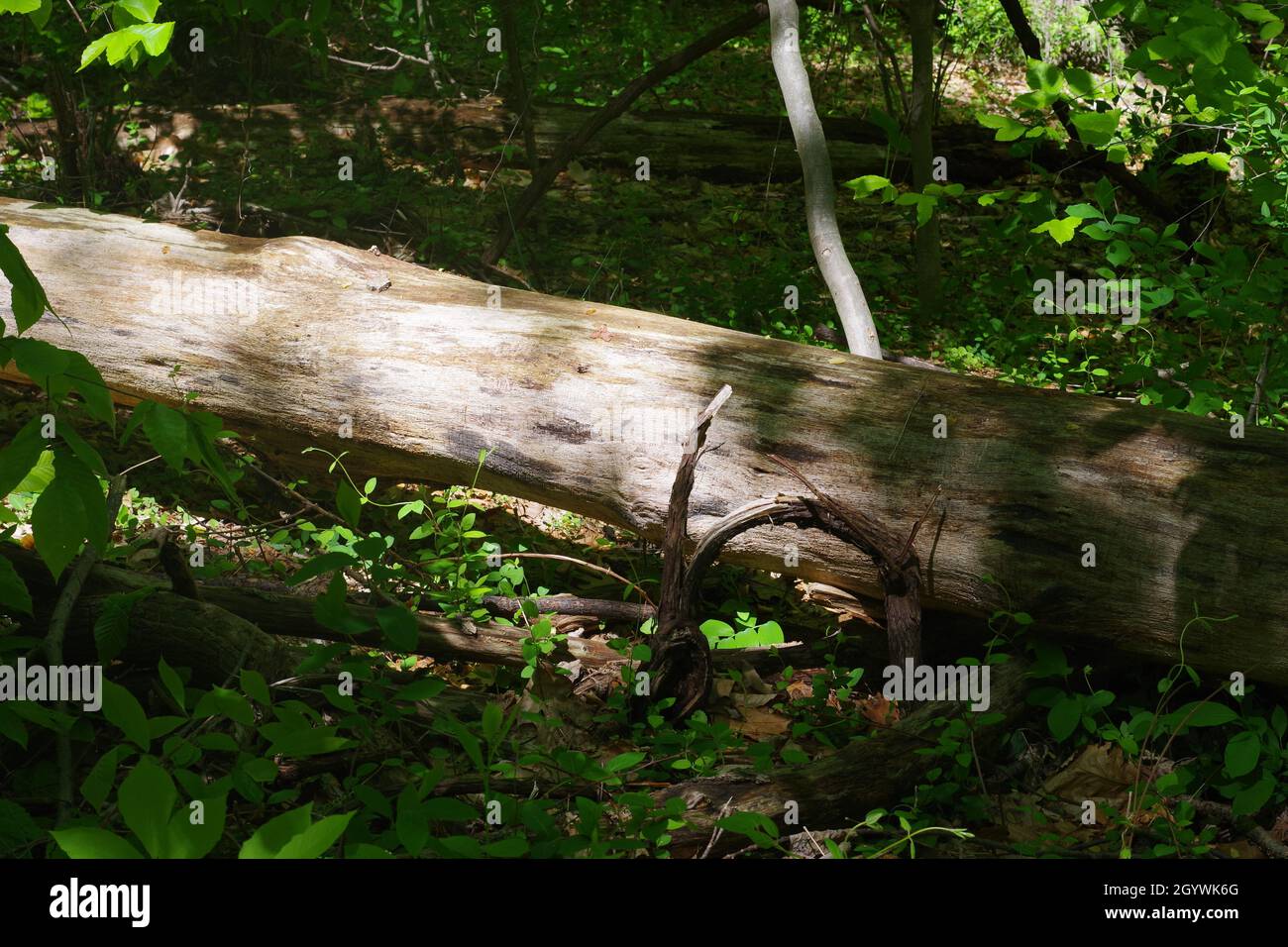Dead trees along hiking hi-res stock photography and images - Alamy