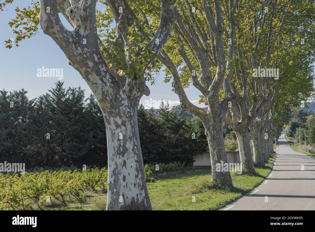 Dry tree along empty hi-res stock photography and images - Alamy