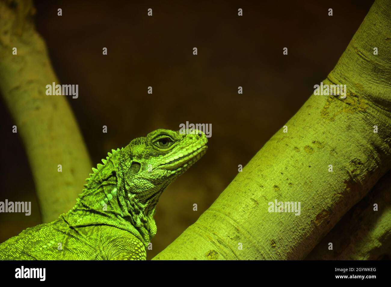 Lizard resting in a tree Stock Photo - Alamy