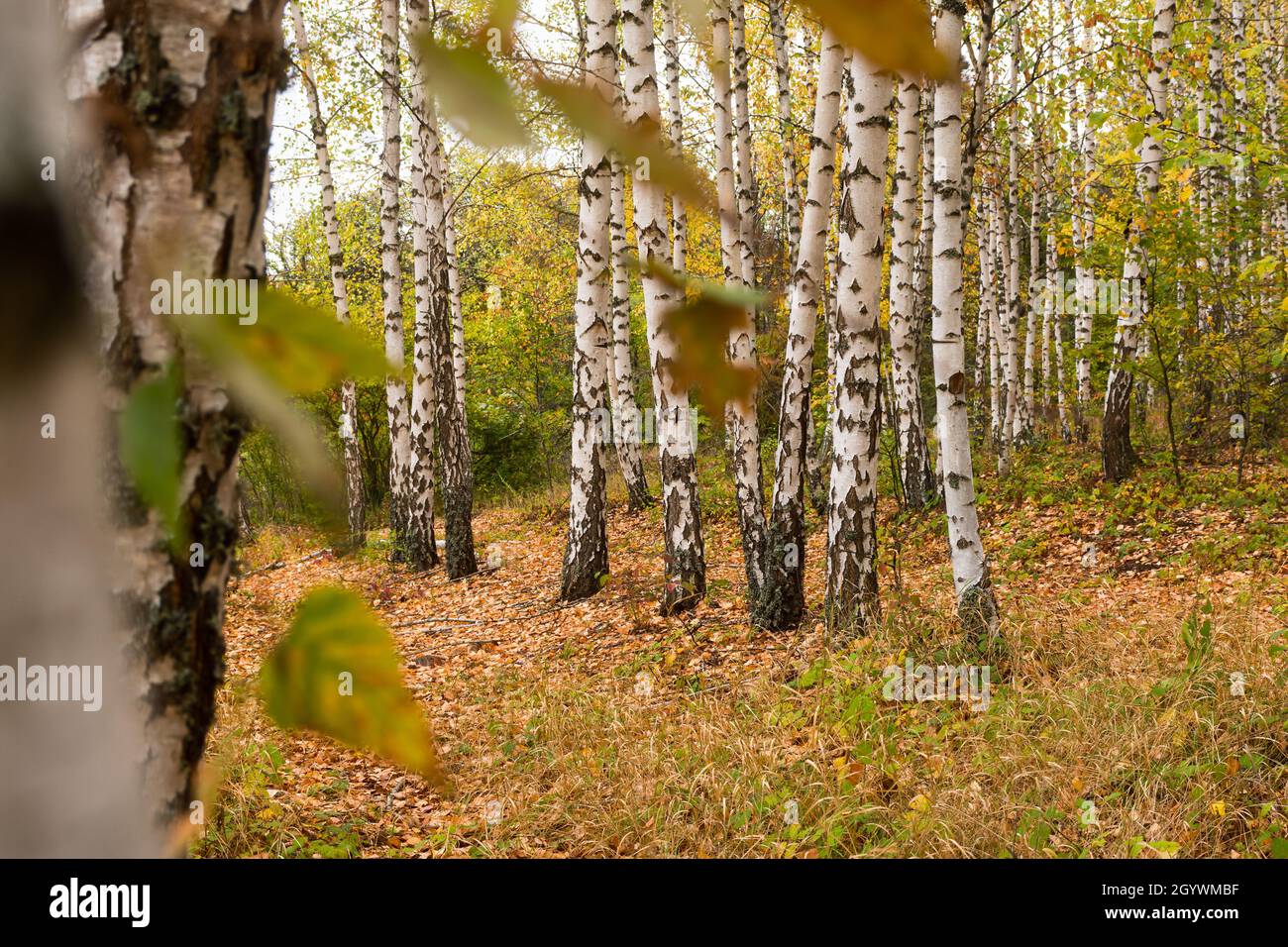 Slender tree trunks hi-res stock photography and images - Alamy