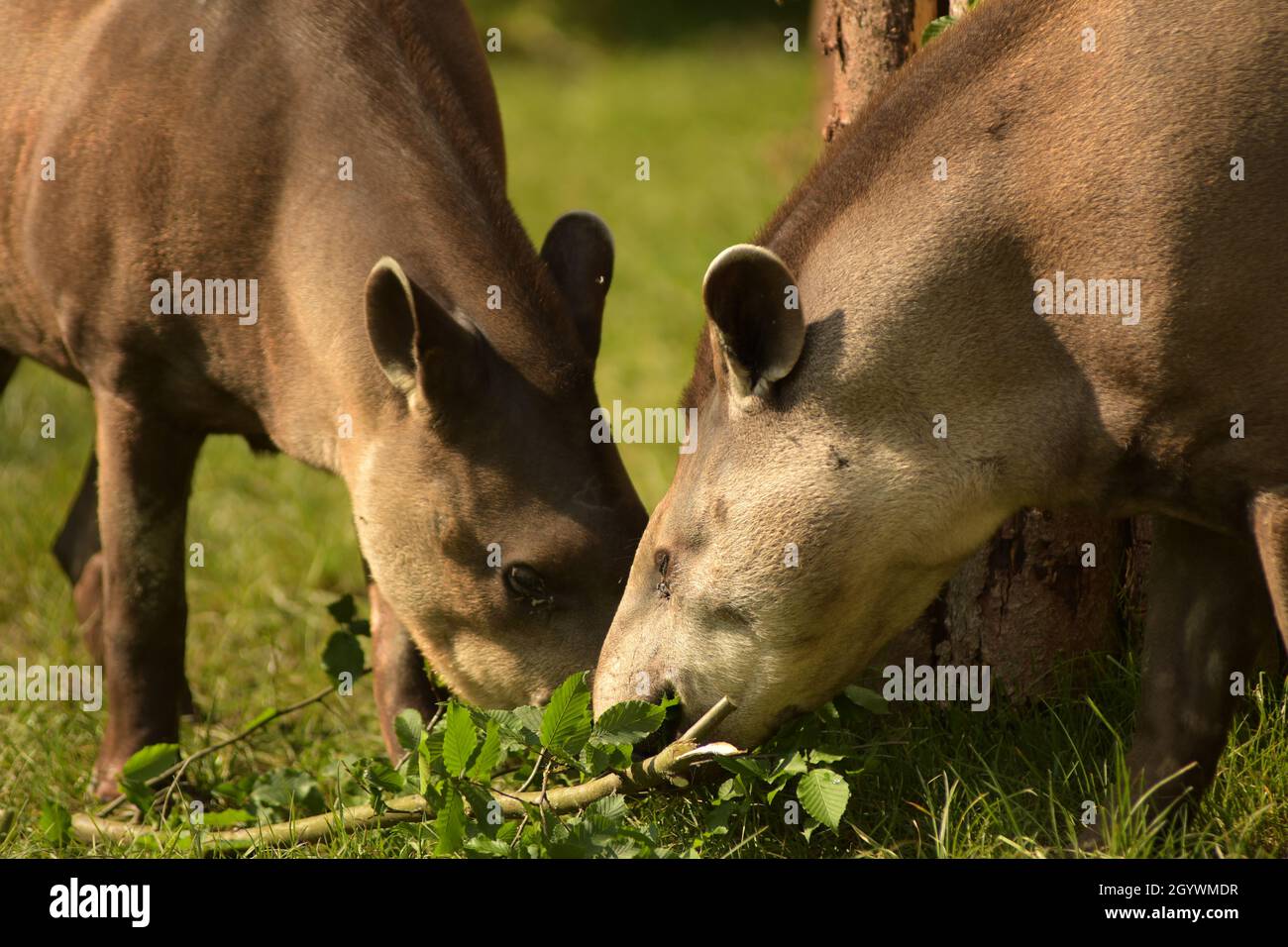 Tapir proboscis hi-res stock photography and images - Alamy