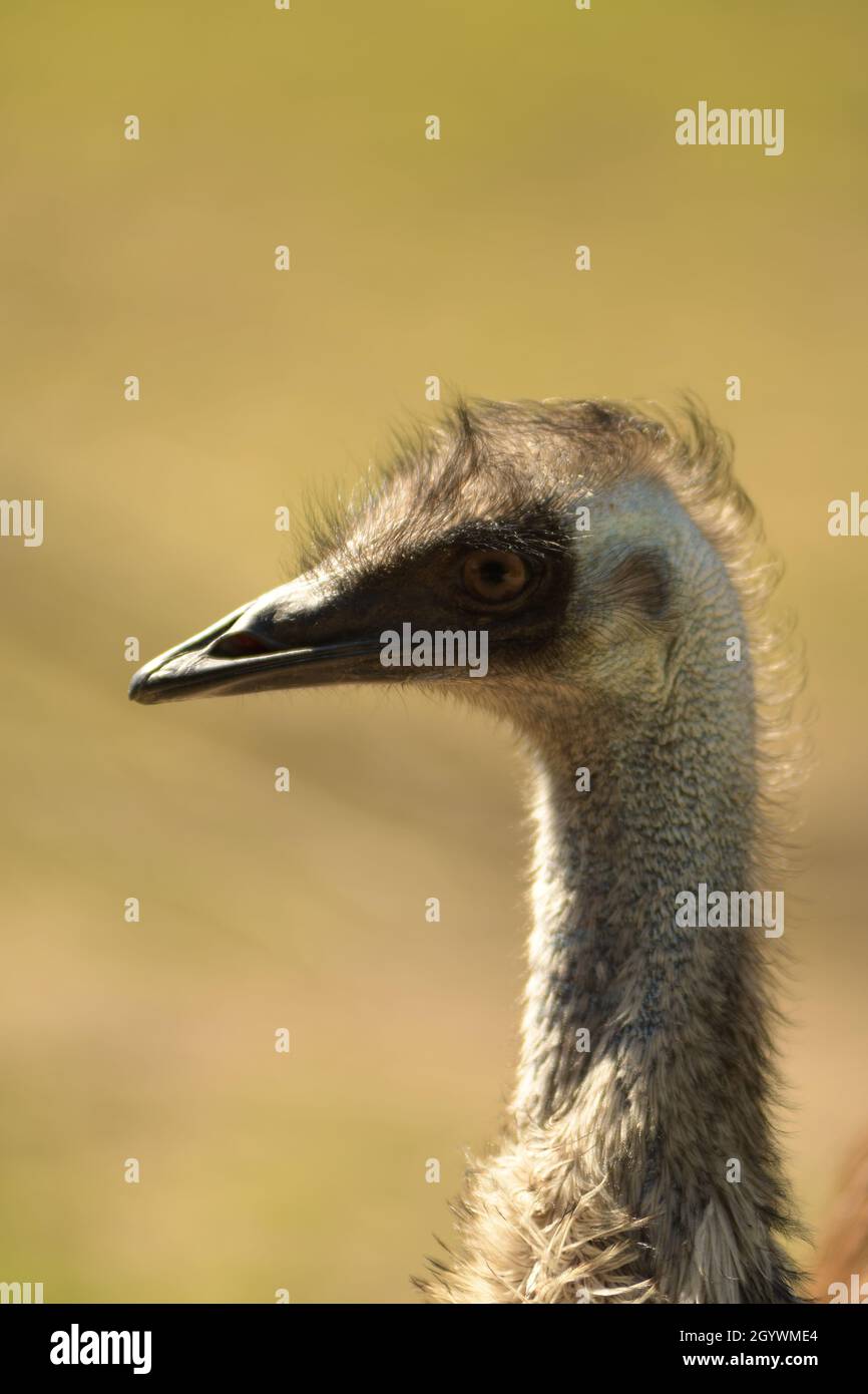 Portrait of a Rhea with smooth background Stock Photo - Alamy