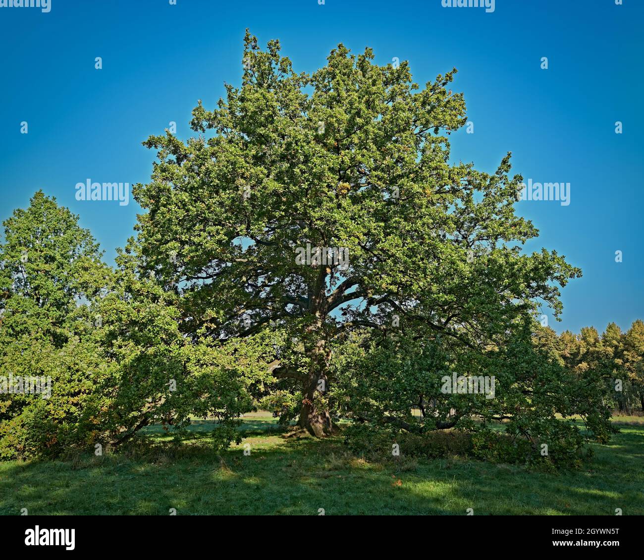 Alte Eiche (older oak) im Georgengarten, Herrenhausen, Hannover ...