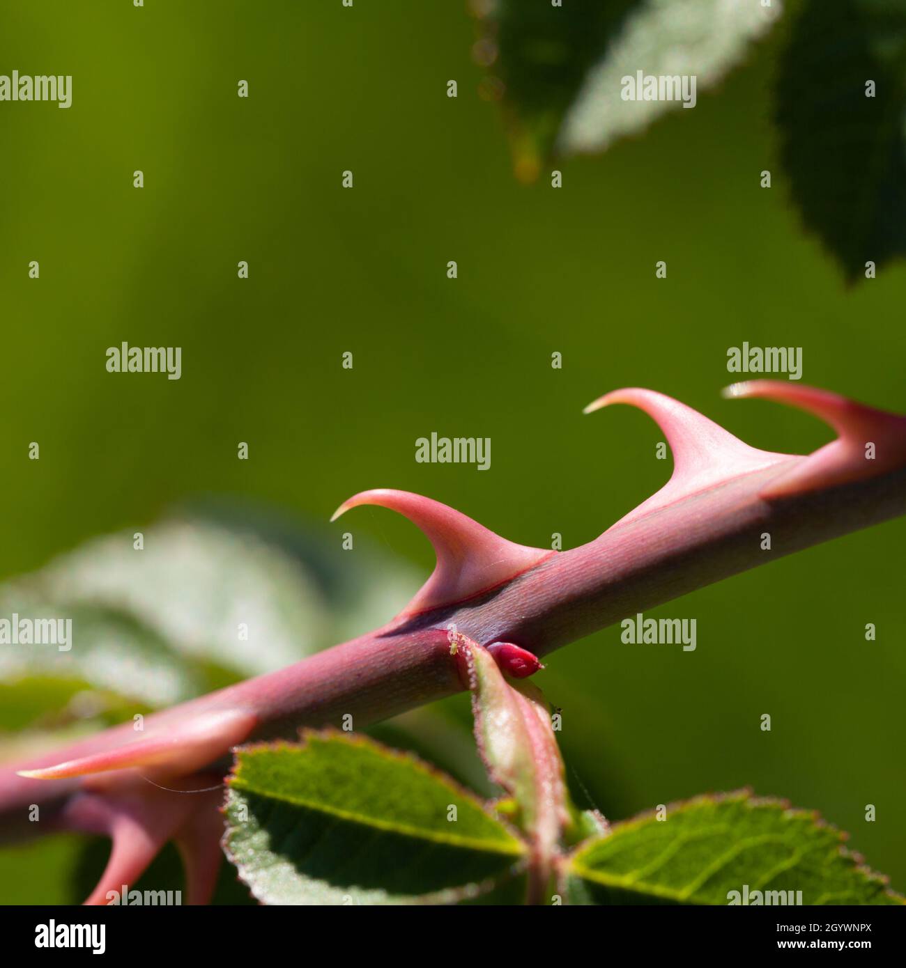 Thorn cycle hi-res stock photography and images - Alamy