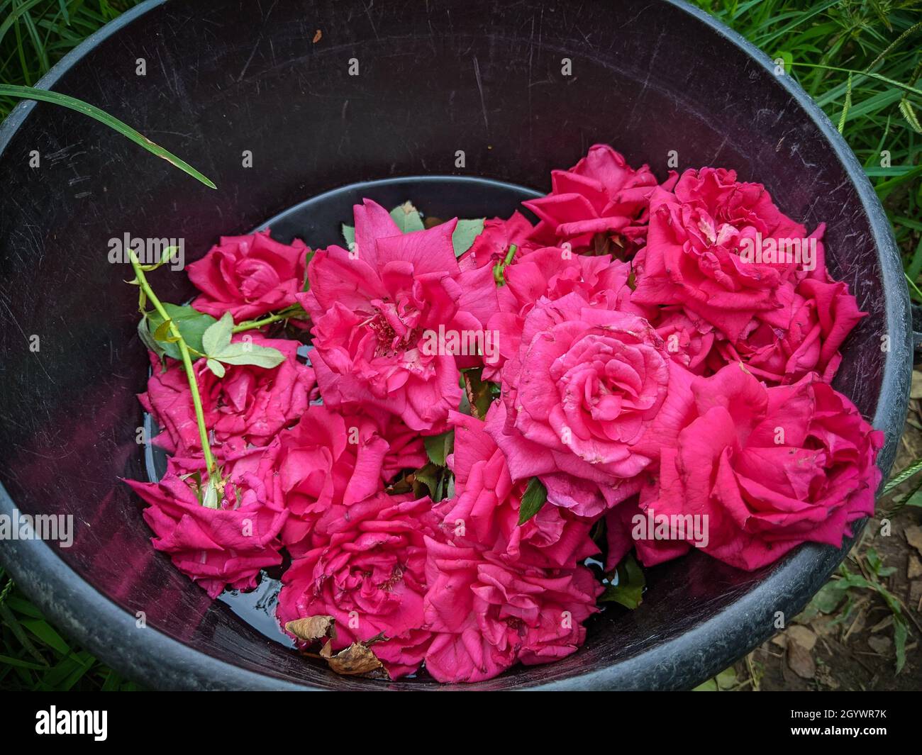 Bouquet of roses in a bucket hi-res stock photography and images - Alamy