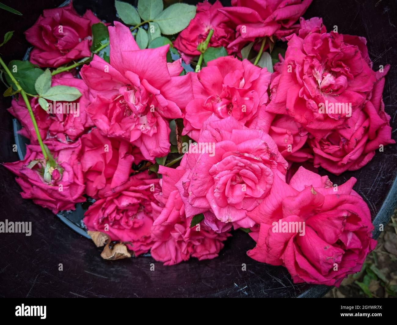 Closeup shot of bright pink roses in a bucket full of water Stock Photo ...