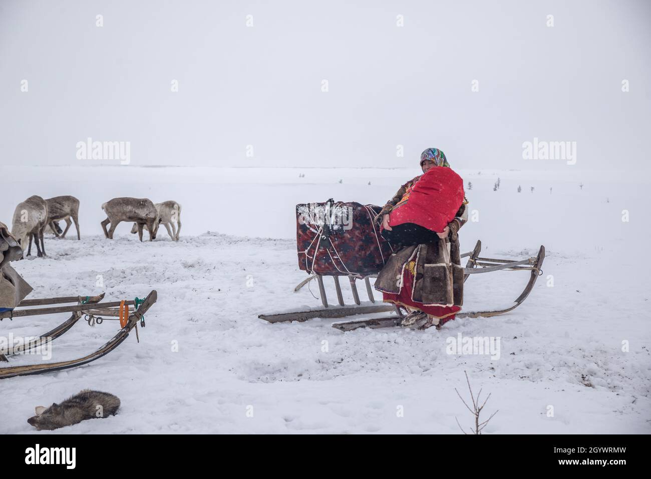 A Nenet mother bringing a one year old baby in a craddle inside the ...
