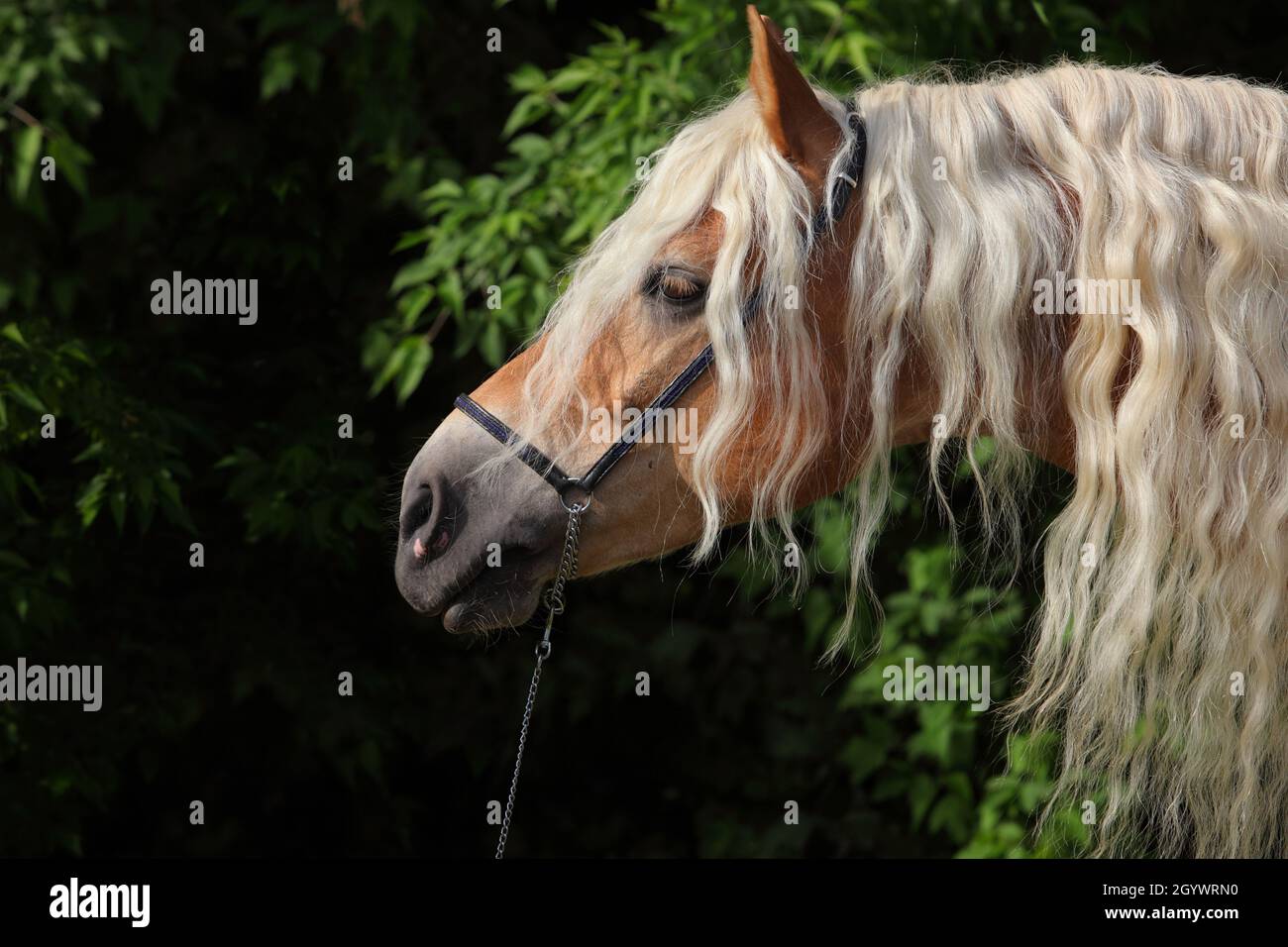 Sorrel long haired pony portrait in nature background Stock Photo - Alamy