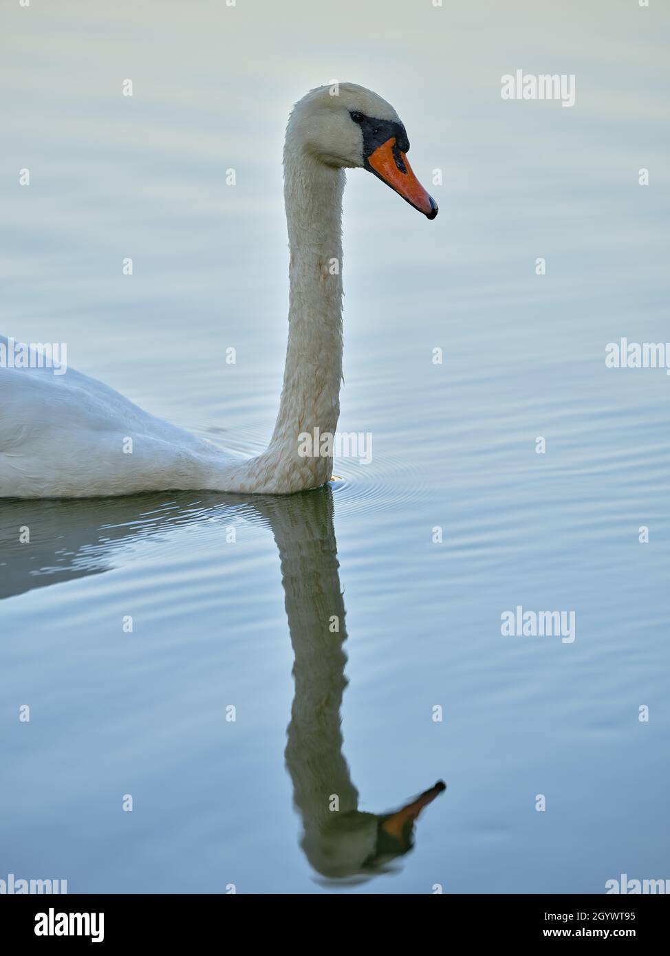 Beautiful swan portrait outdoor Stock Photo - Alamy