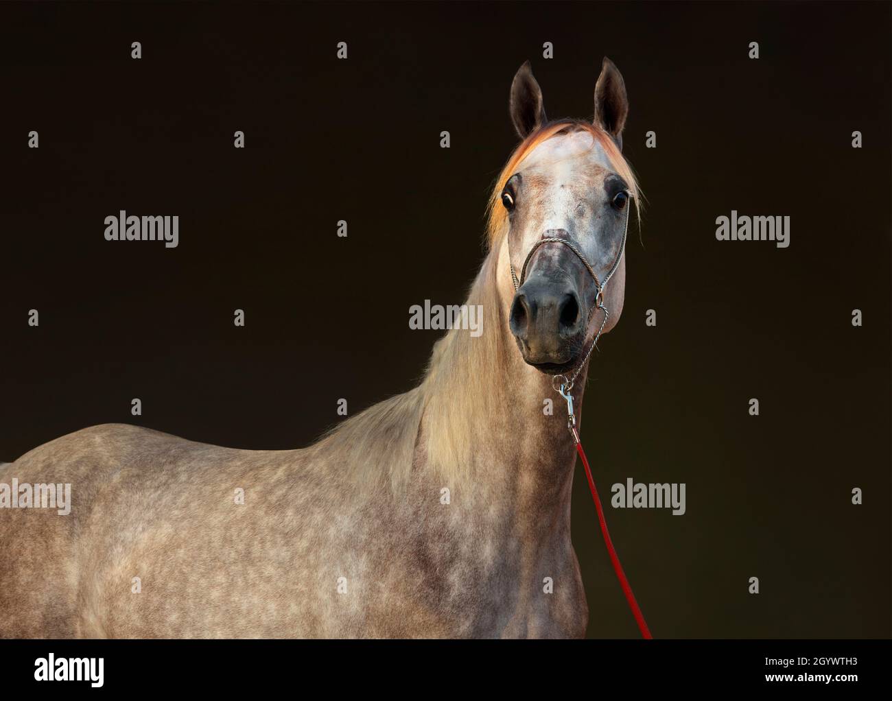 Dapple Grey Horse High Resolution Stock Photography and Images - Alamy