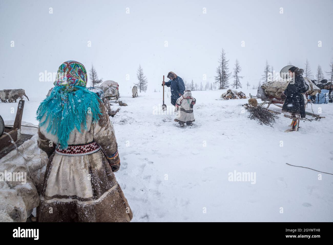 Samoyed tent hi-res stock photography and images - Alamy