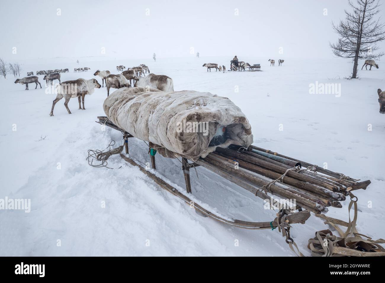 A wooden sled ready for winter migration, Yamalo-Nenets Autonomous ...