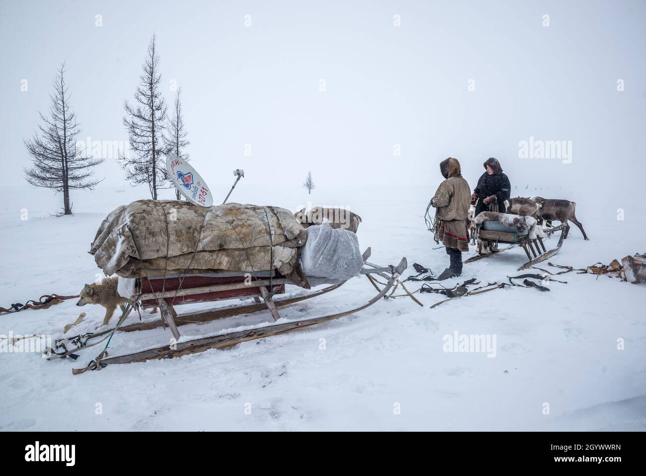 Two Nenet men preparing a wooden sled for winter migration, Yamalo ...
