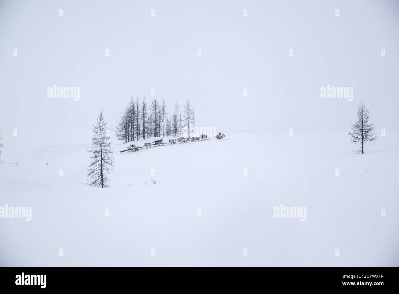 Nenets people during a winter migration under a snowfall, Yamalo-Nenets ...