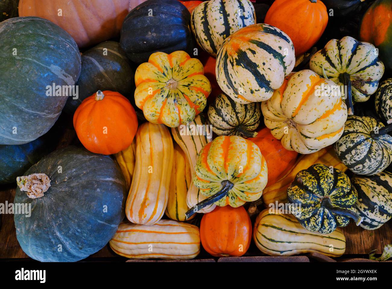 White, green and orange gourds and pumpkins in the fall Stock Photo - Alamy