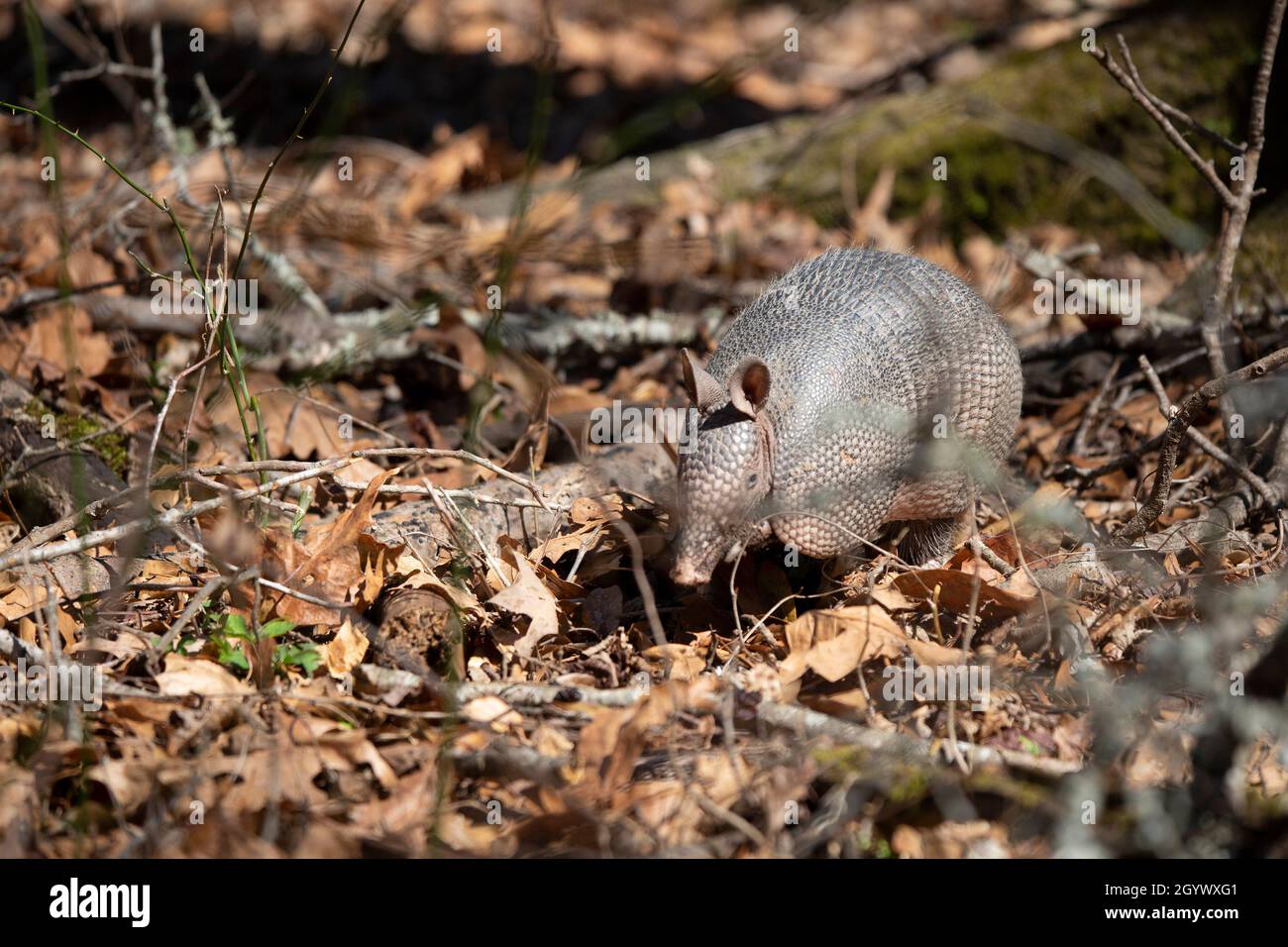 Nine-banded armadillo (Dasypus novemcinctus) foraging for insects in ...