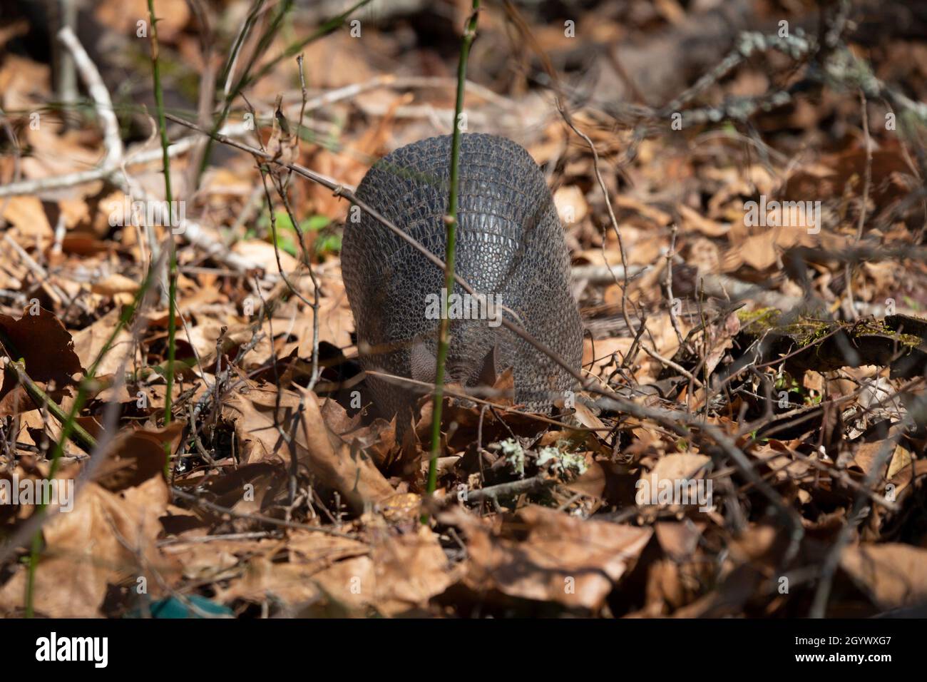 Nine-banded armadillo (Dasypus novemcinctus) foraging for insects in ...