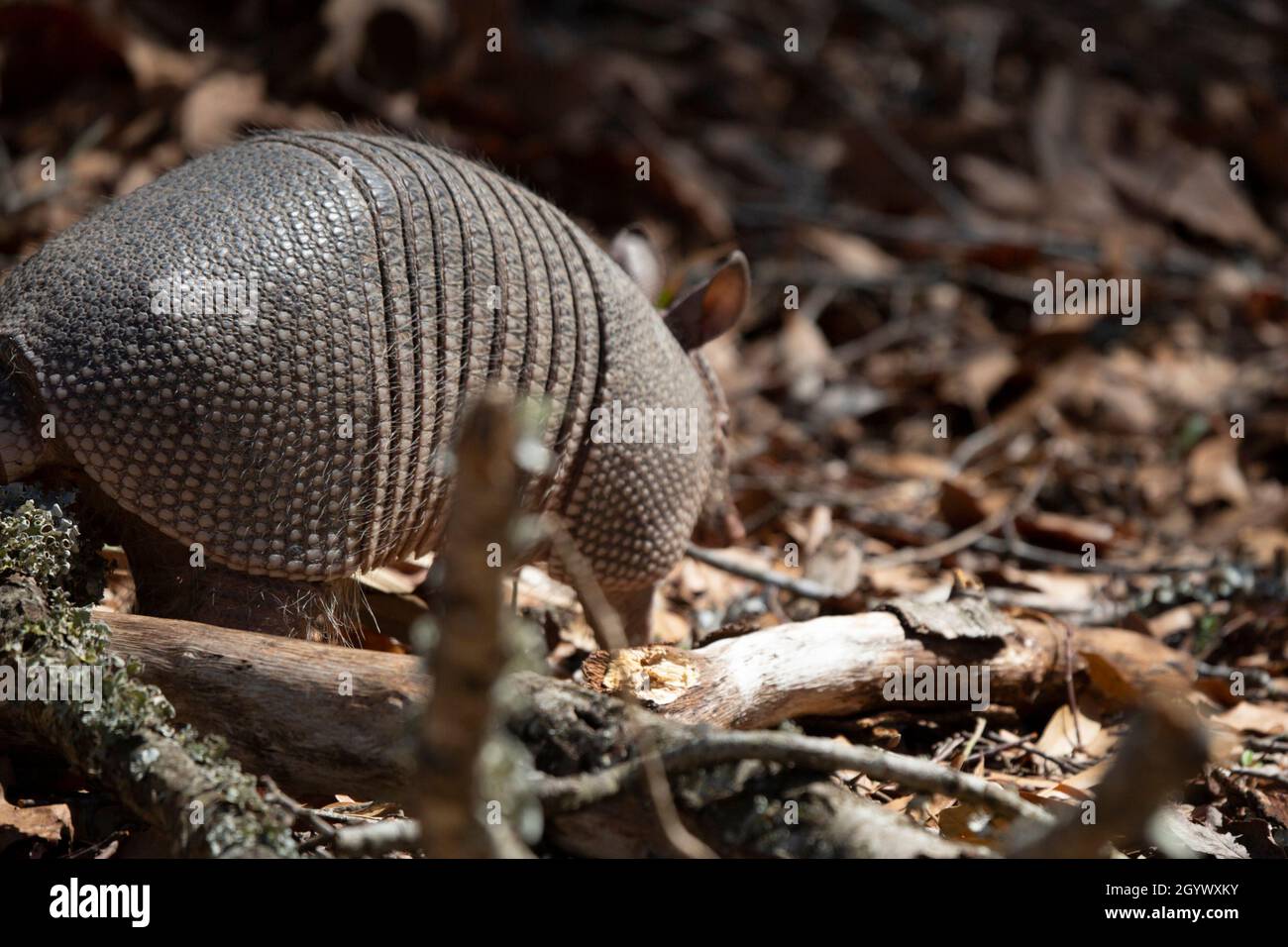 Nine-banded armadillo (Dasypus novemcinctus) foraging for insects in ...
