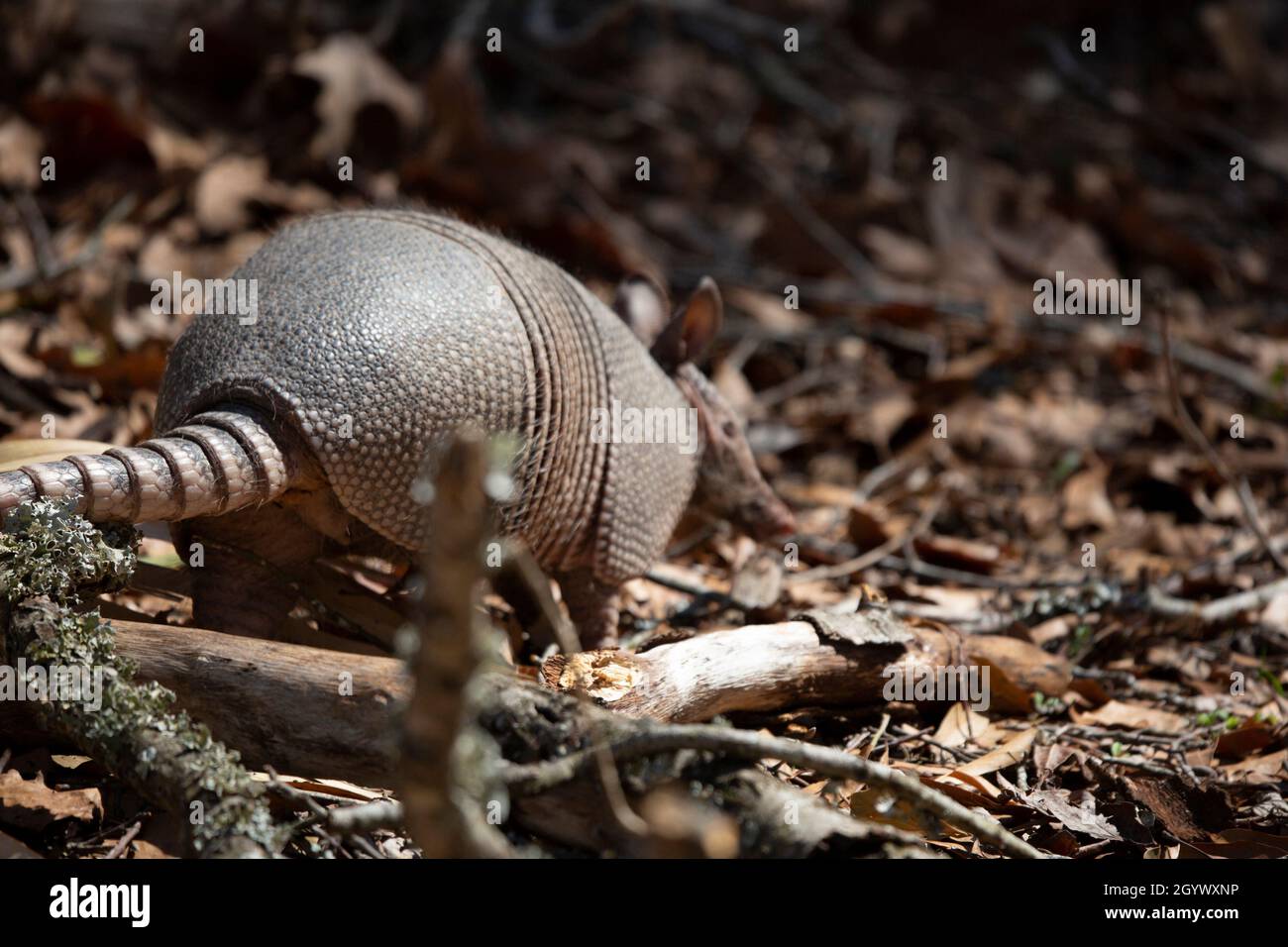 Nine-banded armadillo (Dasypus novemcinctus) foraging for insects in ...