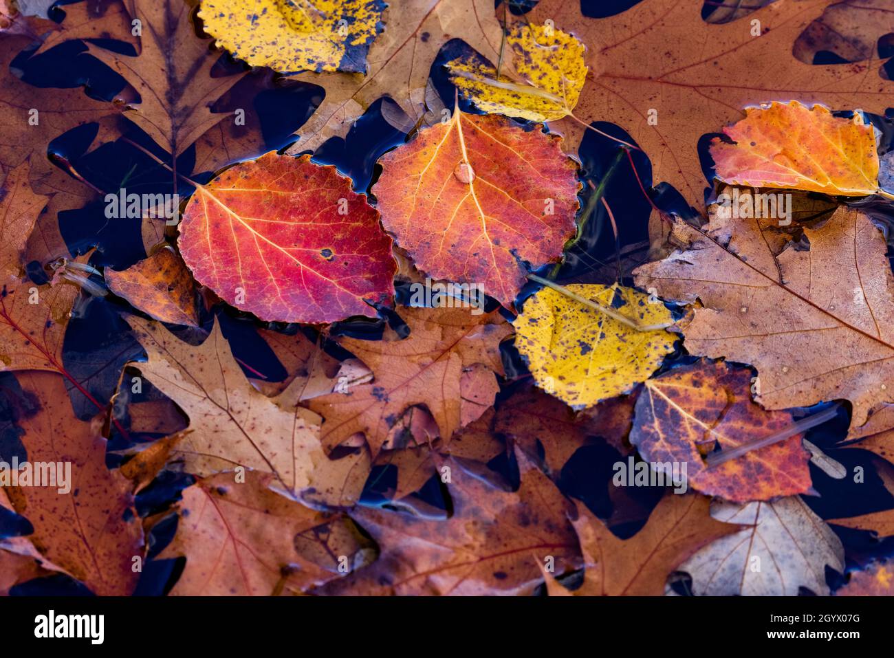 Fall leaves floating on the shore of a northern Wisconsin wetland Stock ...