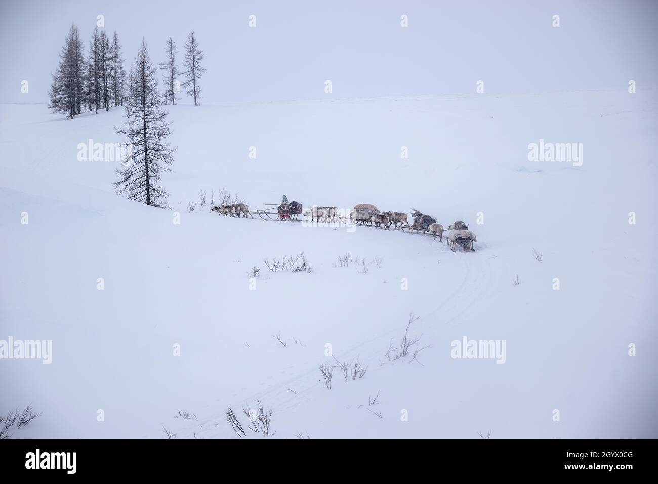 Nenets people during a winter migration with wooden sleds in a snowall ...