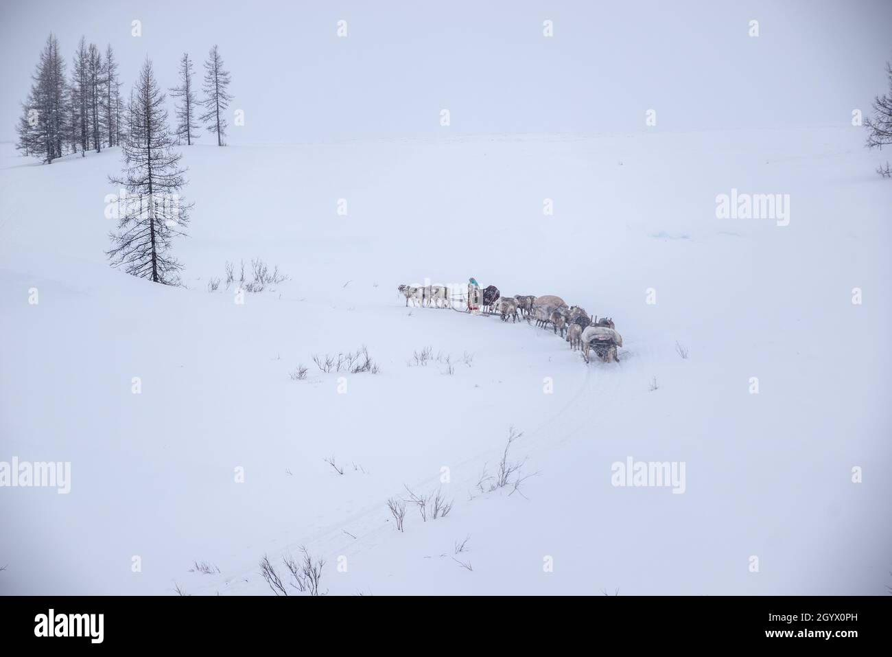 Nenets people during a winter migration with wooden sleds in a snowall ...