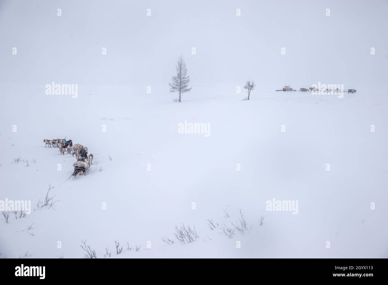 Nenets people during a winter migration with wooden sleds in a snowall ...