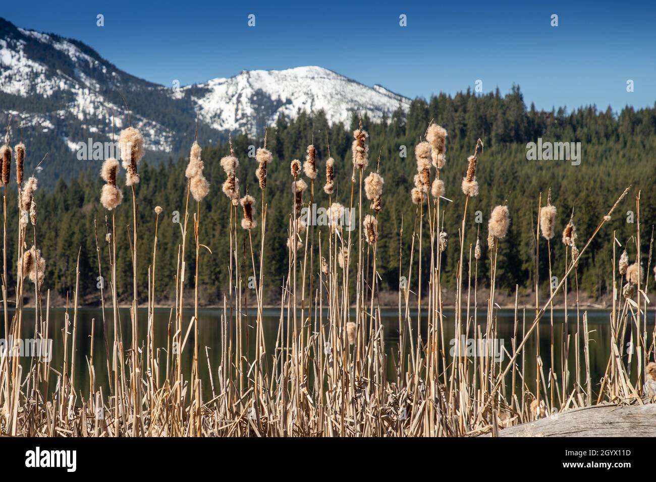 Lake Easton State Park in Washington State on an Early Spring Morning ...