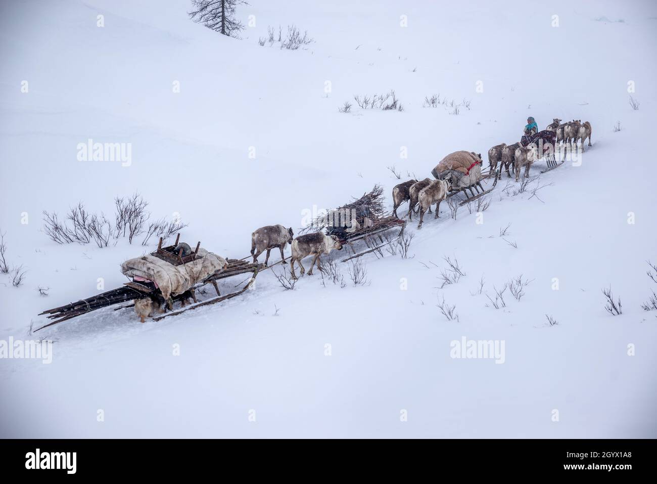 Nenets people during a winter migration with wooden sleds in a snowall ...