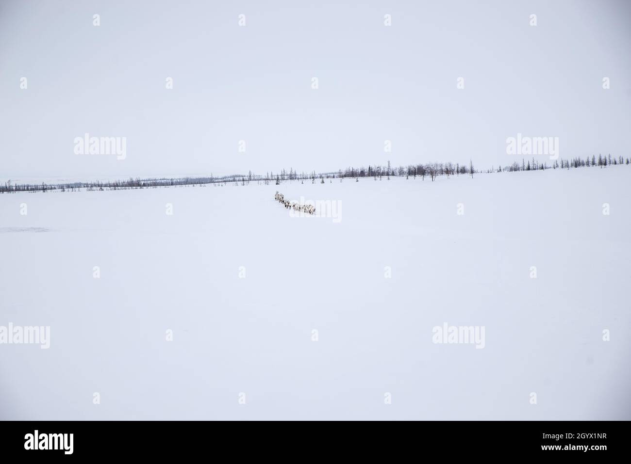 Nenets people during a winter migration with wooden sleds in a snowall ...