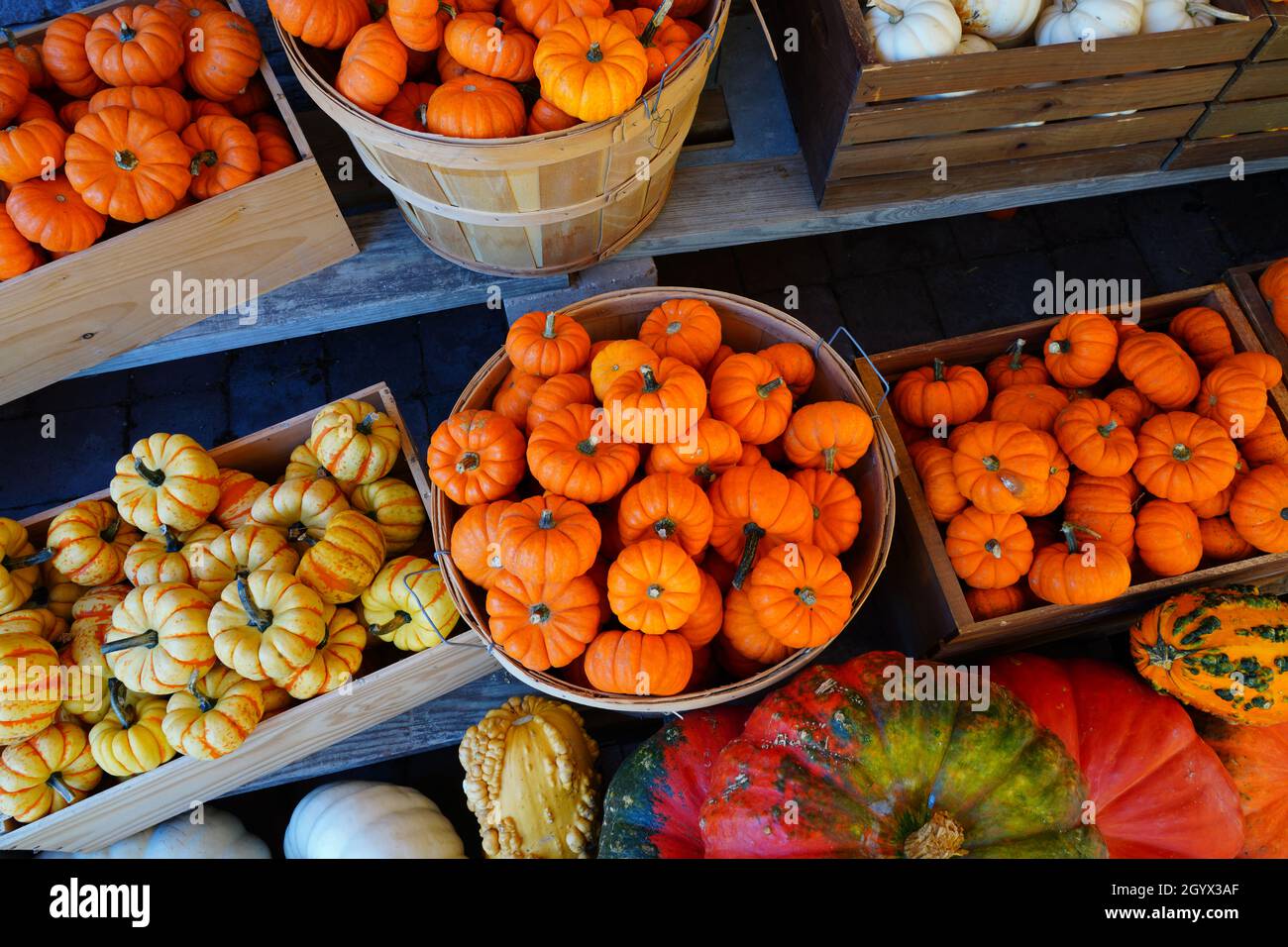 Colorful orange and green decorative mini pumpkins and gourds in the ...