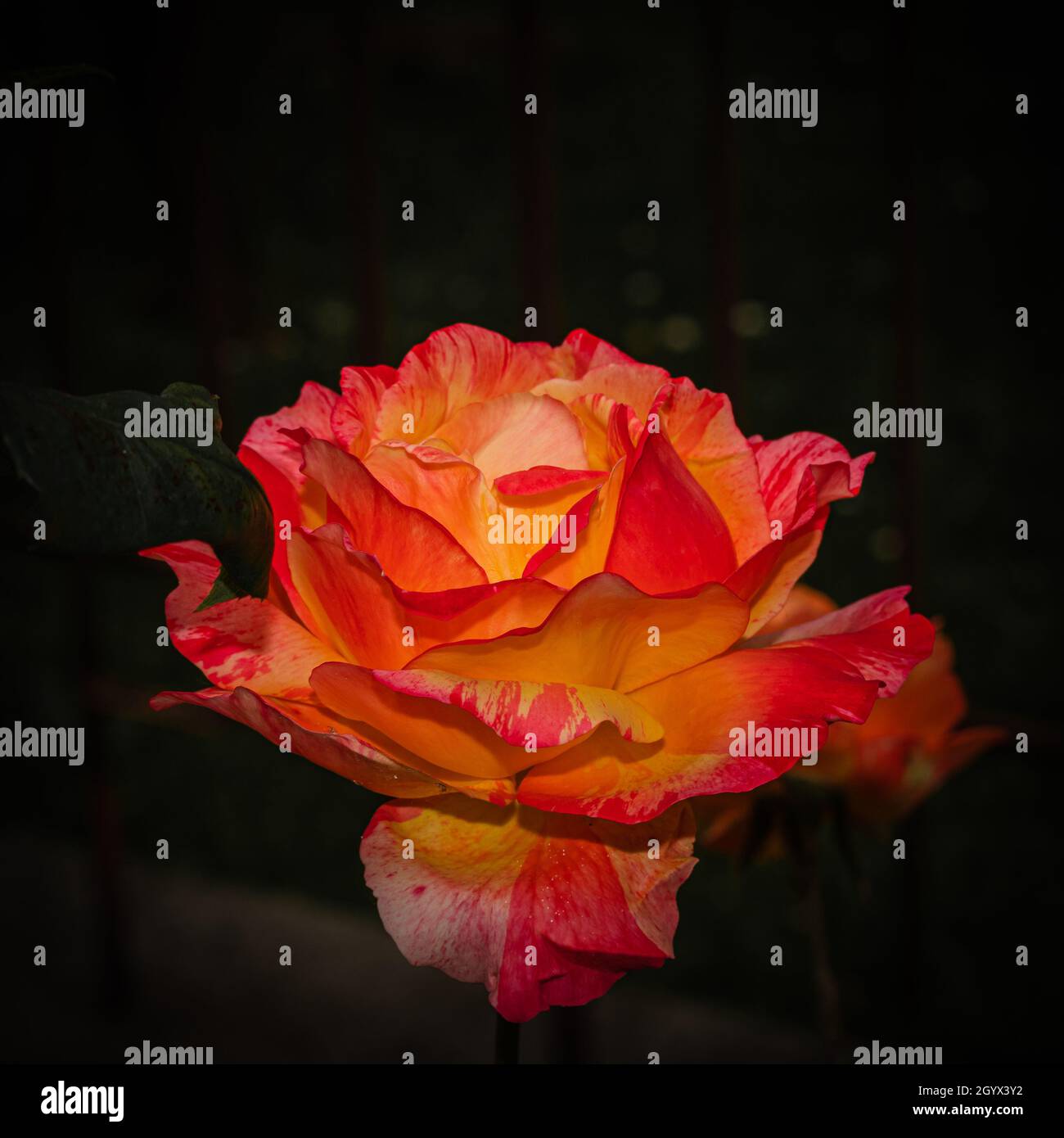 Orange background images hi-res stock photography and images - Alamy