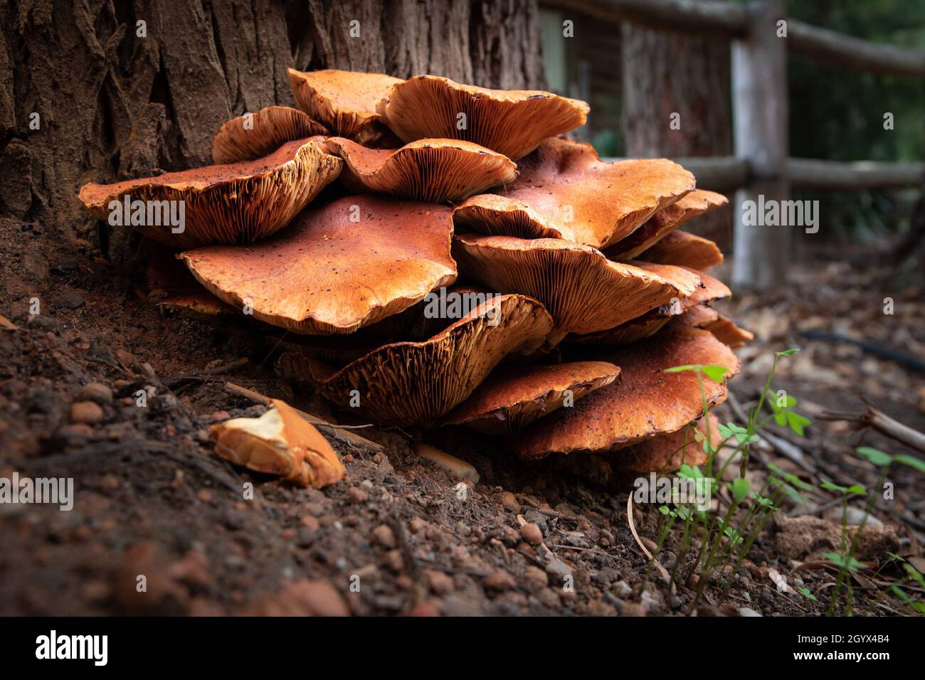 Closeup of Omphalotus olearius fungi growing near a tree in a forest ...