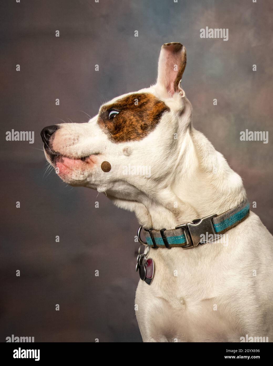 Treat catching dog hi-res stock photography and images - Alamy