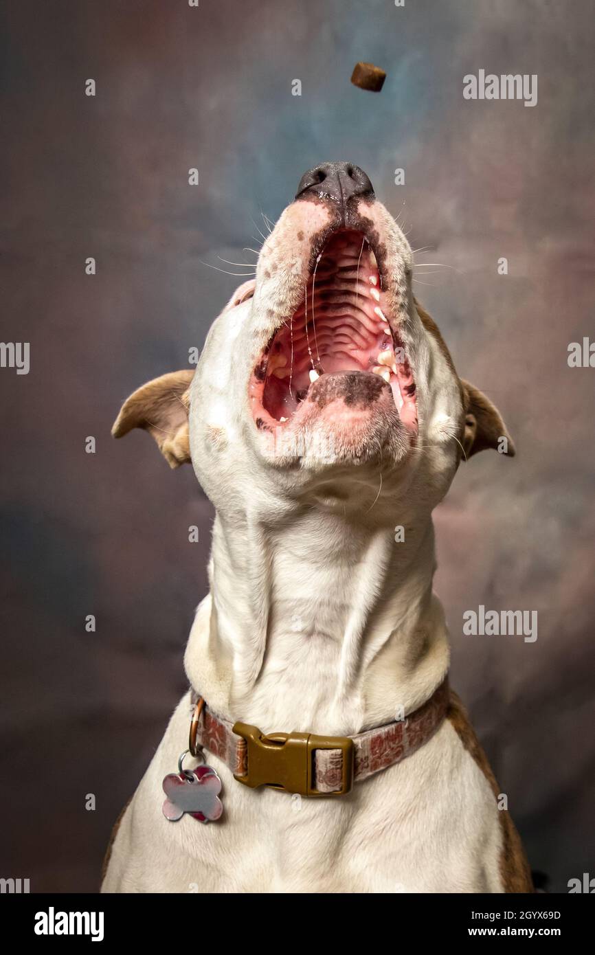 Dog catching treat hi-res stock photography and images - Alamy