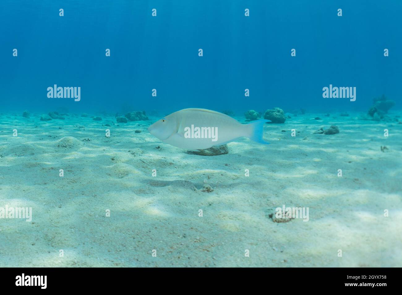 Fish swim in the Red Sea, colorful fish, Eilat Israel Stock Photo - Alamy