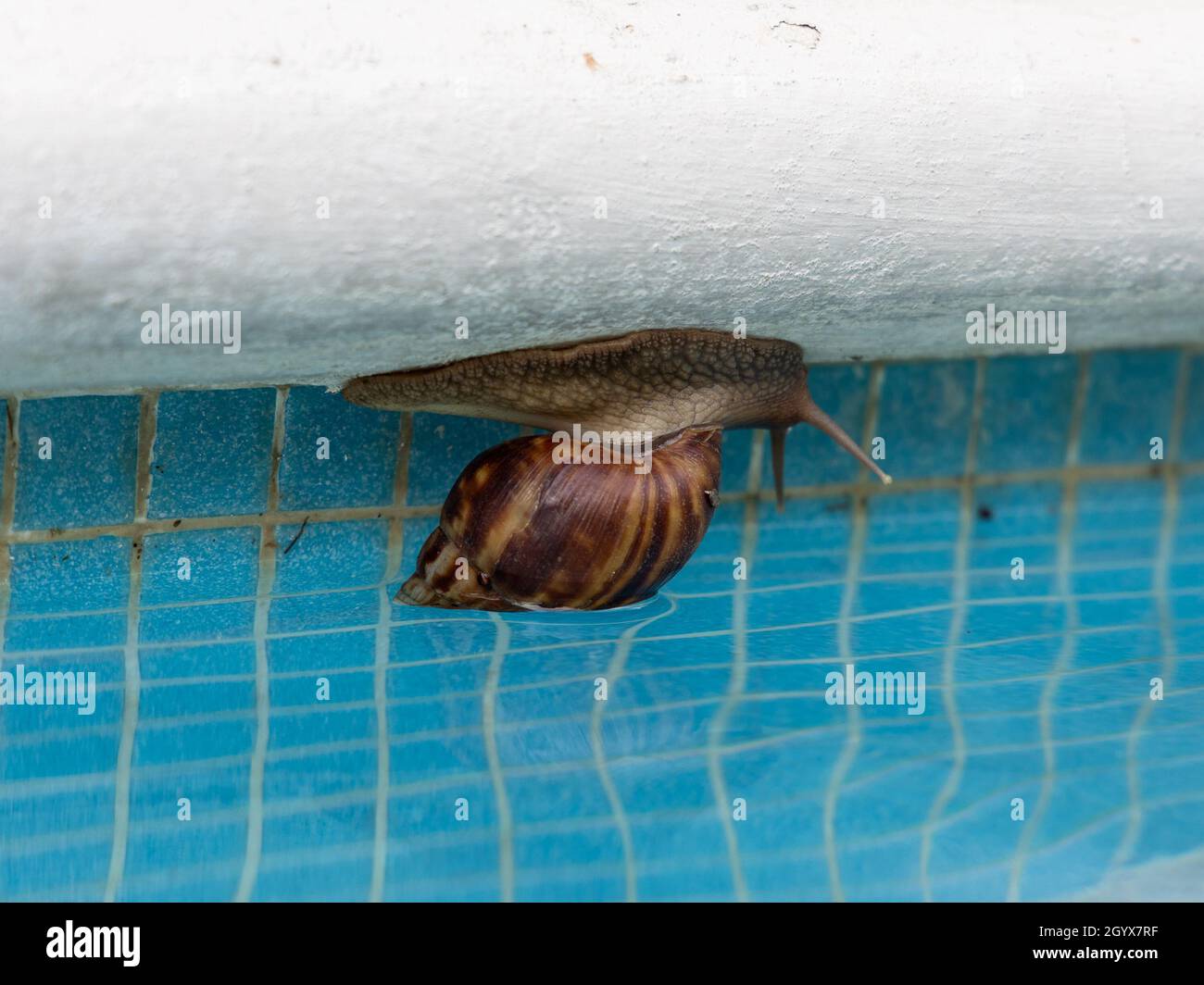 A snail crawling under the edge of a swimming pool Stock Photo - Alamy