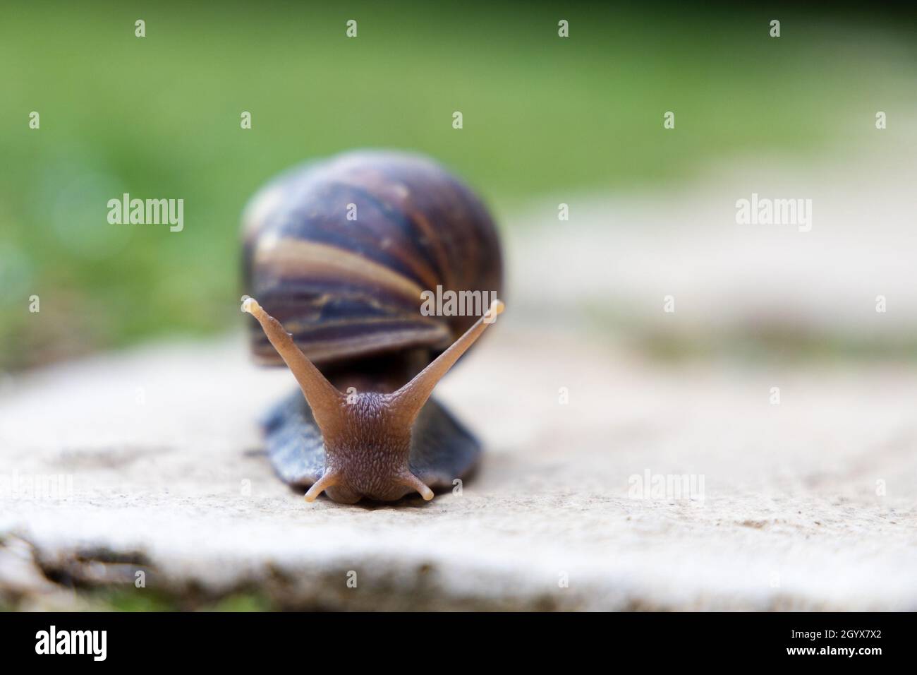 A closeup shot of a snail crawling along a path next to the grass Stock ...