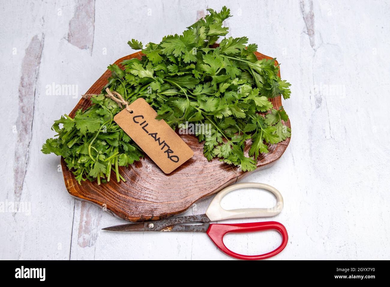 Cilantro Bunch With Handwritten Tag Stock Photo - Alamy