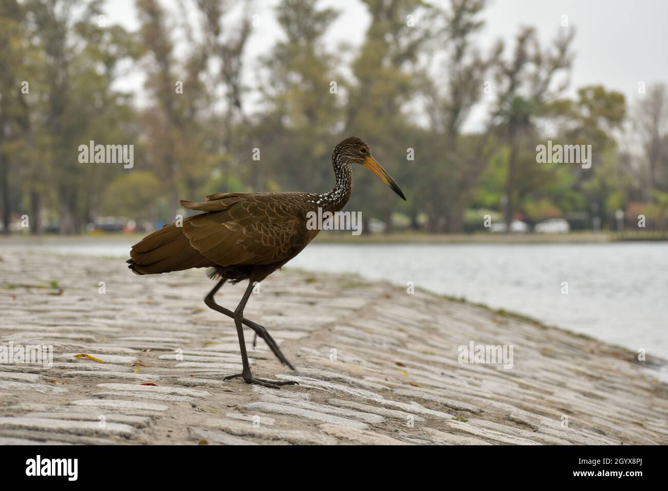 limpkin (Aramus guarauna), also called carrao, courlan, and crying bird ...