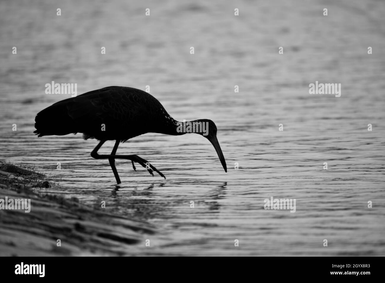 Aramus guarauna Black and White Stock Photos & Images - Alamy