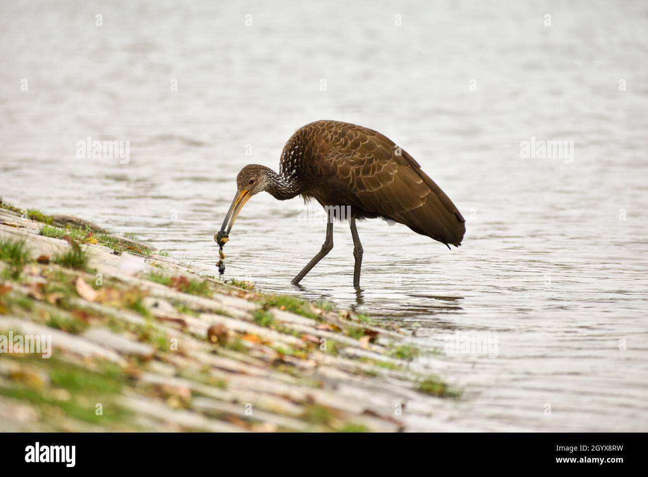 limpkin (Aramus guarauna), also called carrao, courlan, and crying bird ...