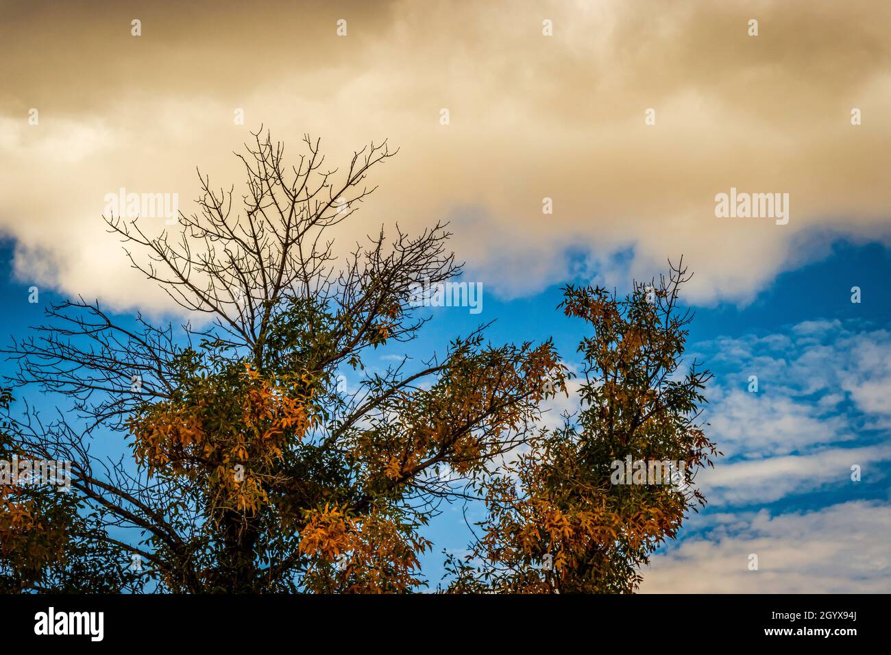 An autumn tree under a thick cloud Stock Photo - Alamy