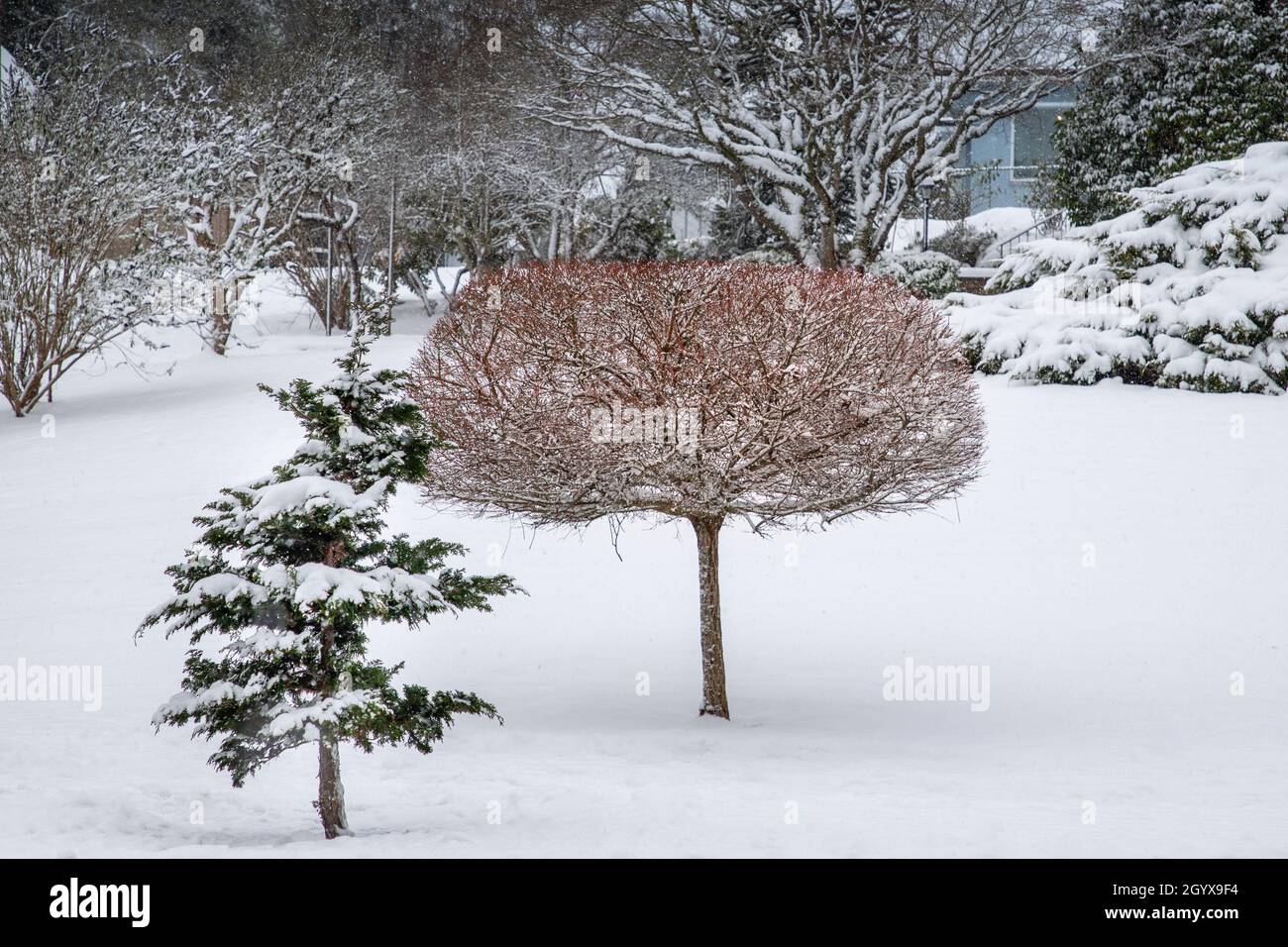 Pruned Deciduous Tree Showing it Bright Red Branches After a Winter ...