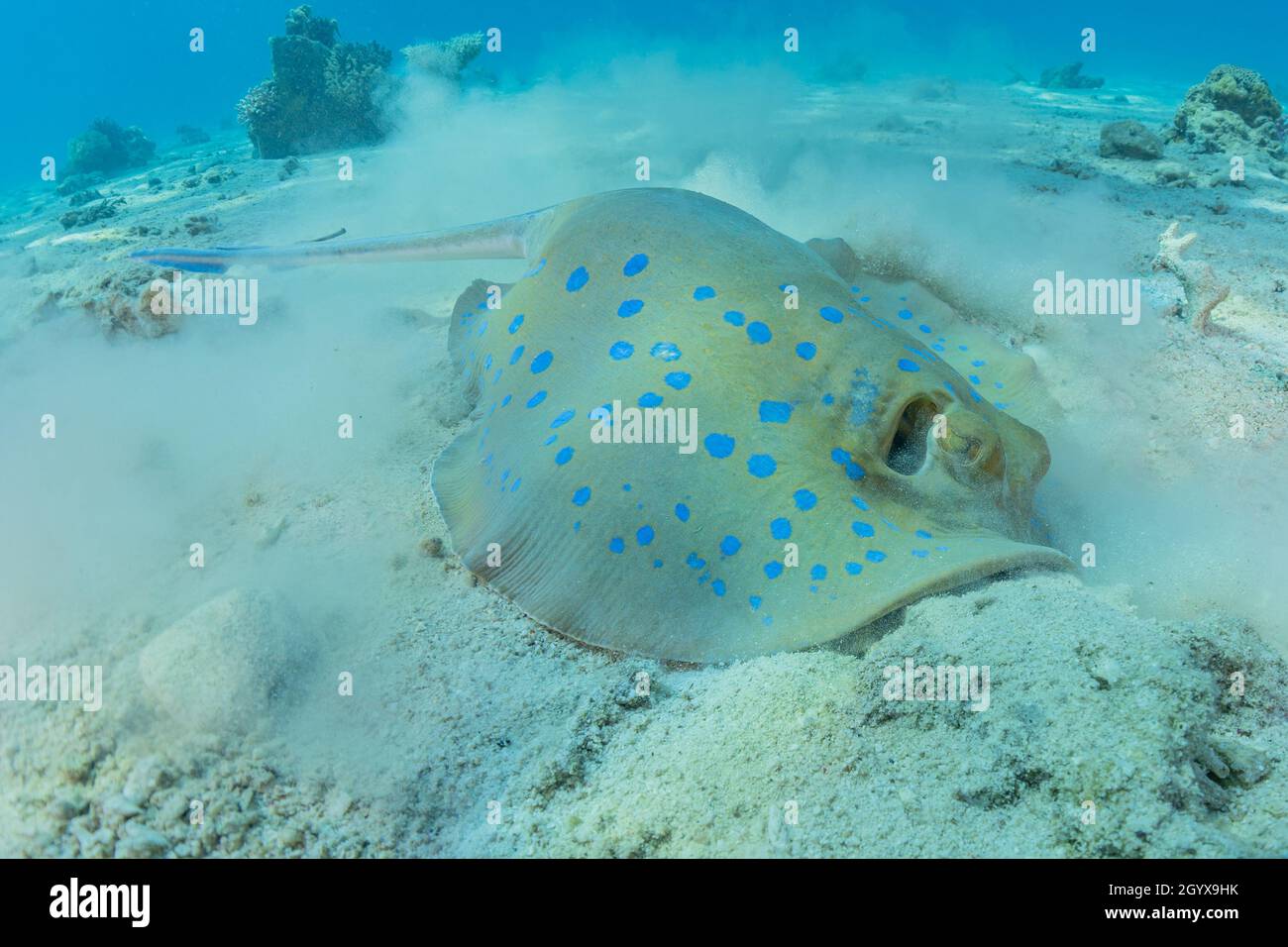 Blue-spotted stingray On the seabed in the Red Sea Stock Photo - Alamy